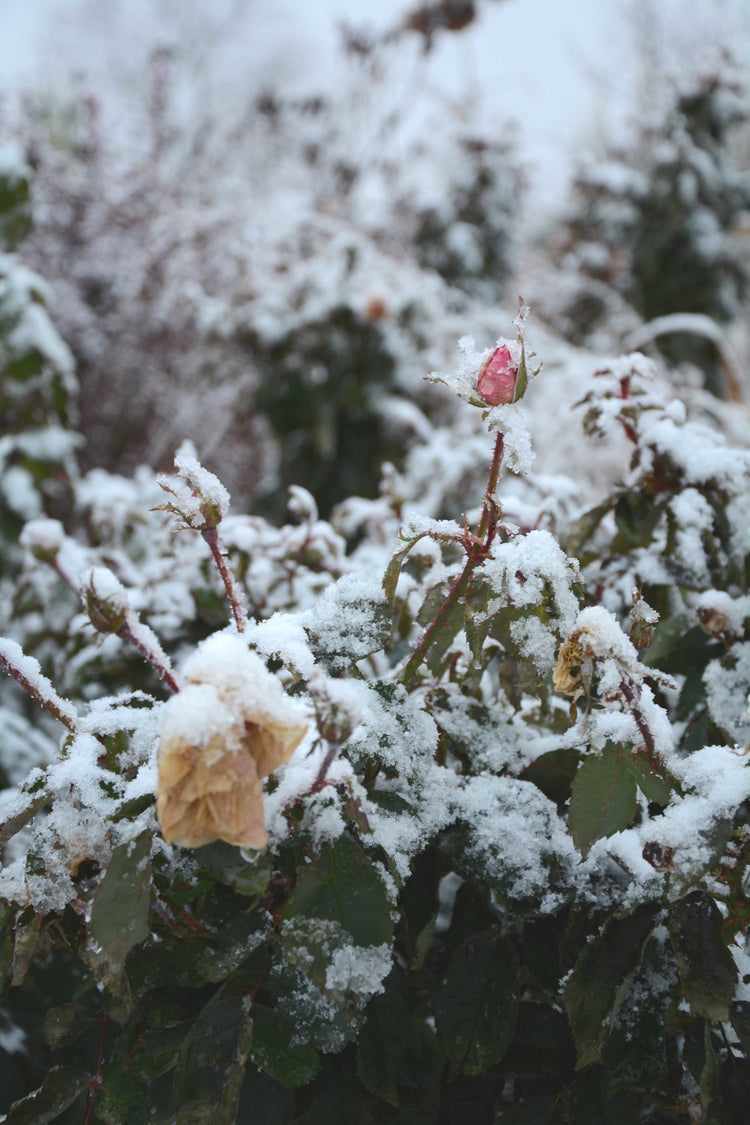 Preparing roses for Winter – Henry Street Nursery