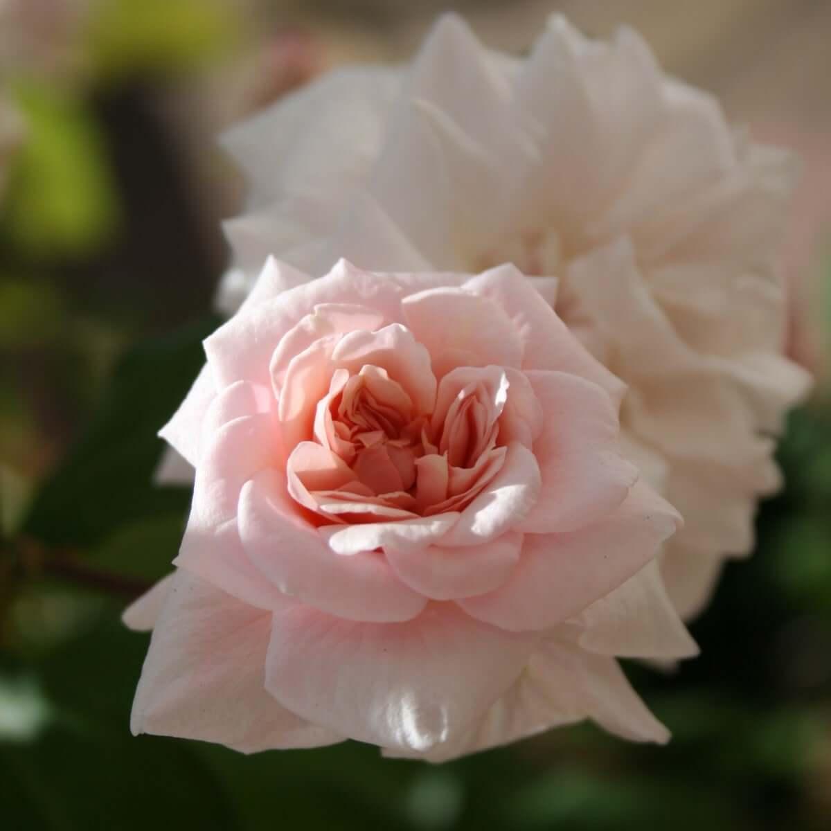 Thornless Roses – Henry Street Nursery