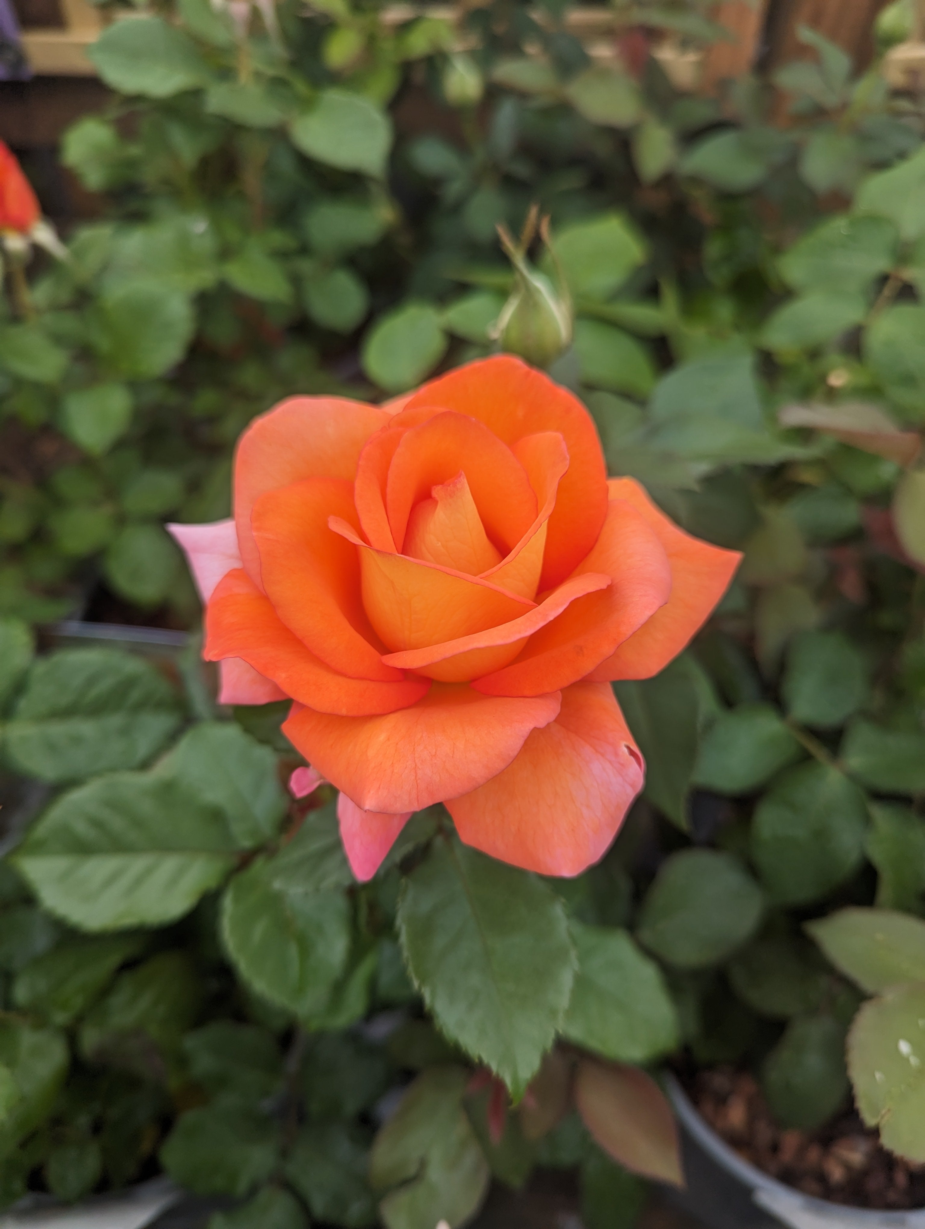 Beautiful Orange Roses Orange Bush Rose Absent Friend Gift | Gift