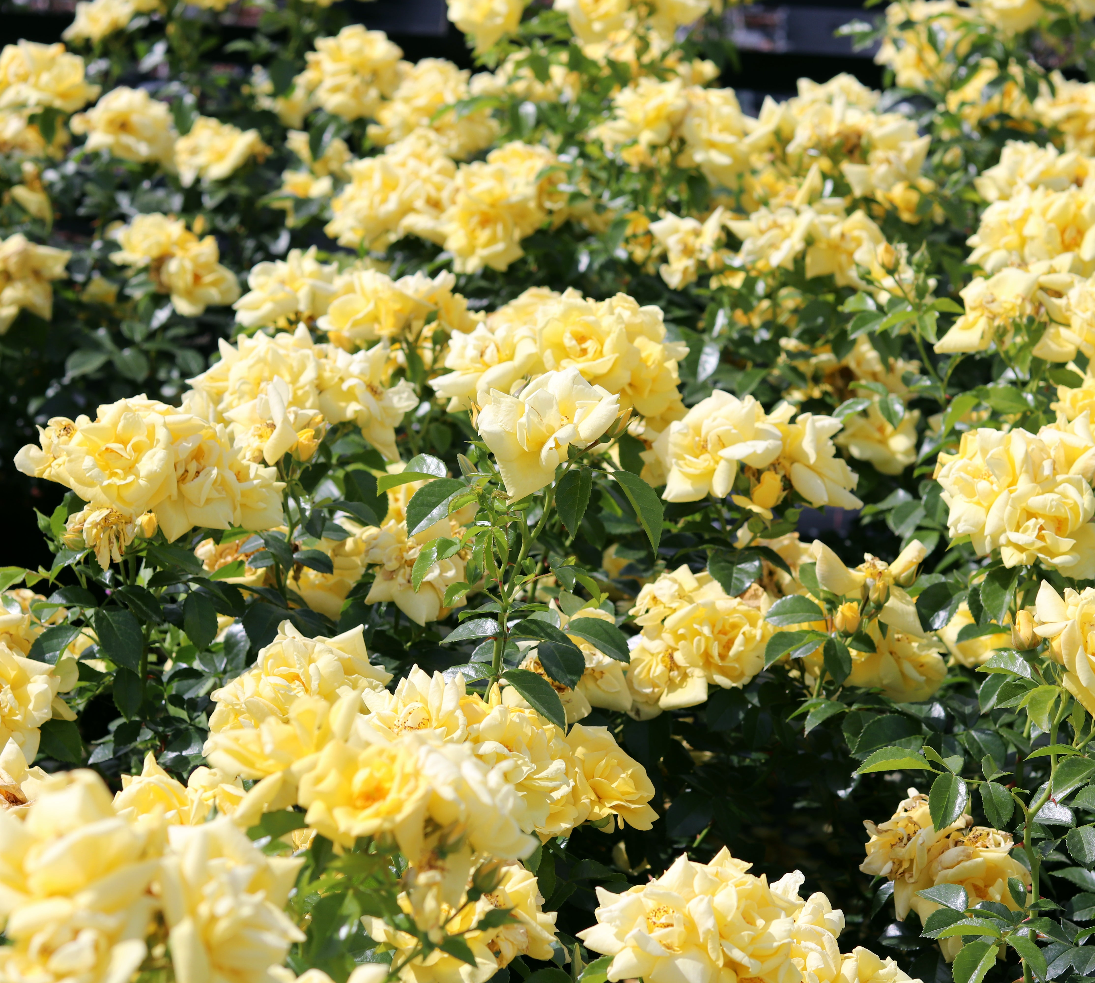 Yellow Bush Roses – Henry Street Nursery