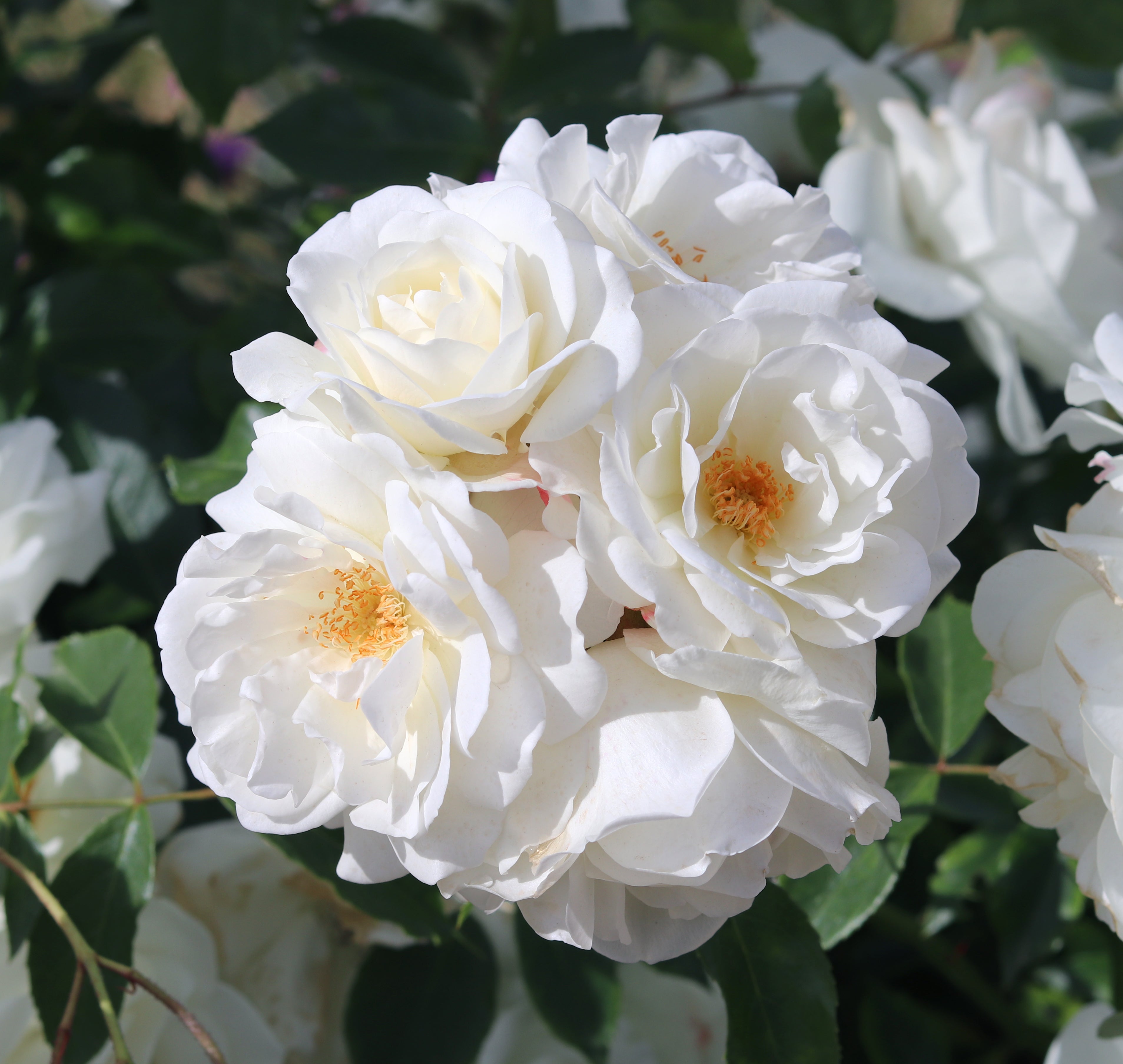White Bush Roses – Henry Street Nursery