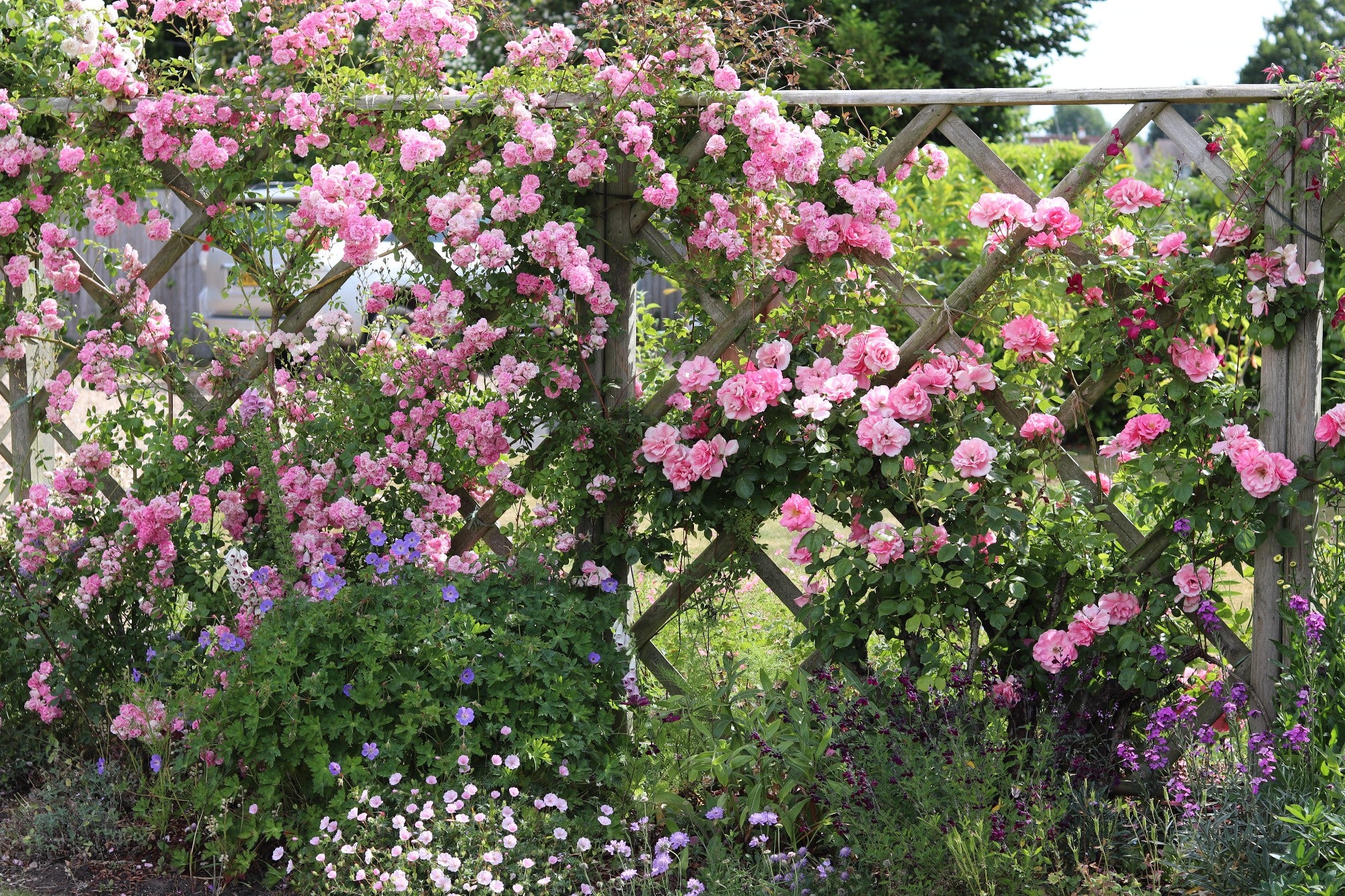 Fragrant Climbing / Rambling Roses – Henry Street Nursery