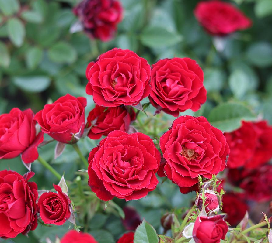 Roses suited for small pots and patios – Henry Street Nursery