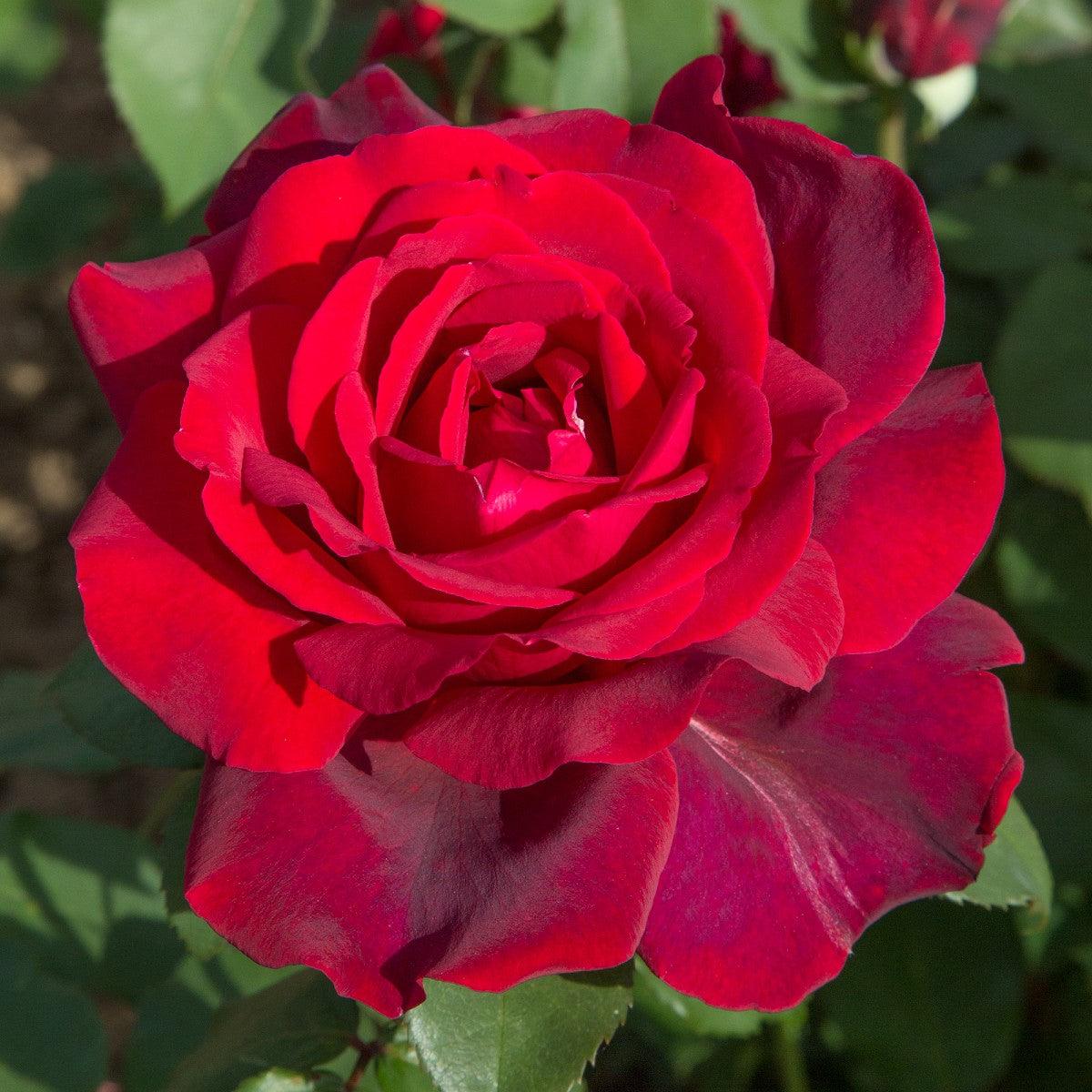 Buy Red Roses | Henry Street Nursery