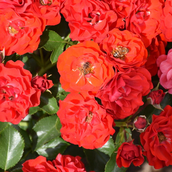 Roses with specific Names – Henry Street Nursery