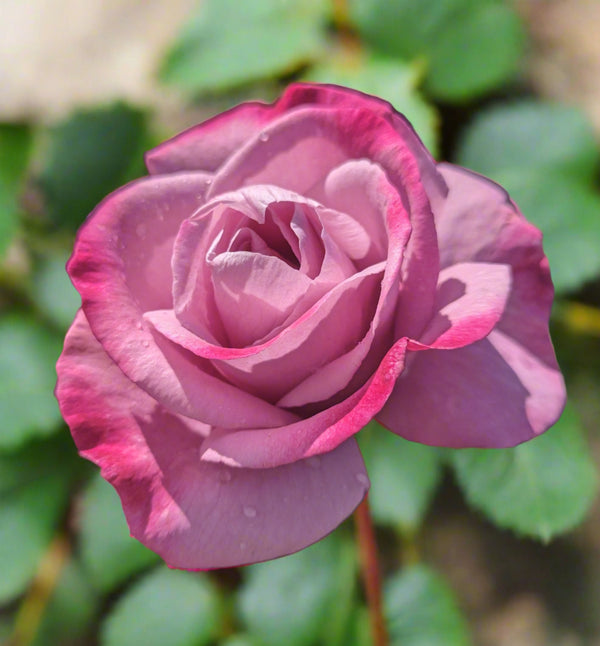 Buy My Lovely Dad Rose – Father's Day Gift | Henry St – Henry Street ...