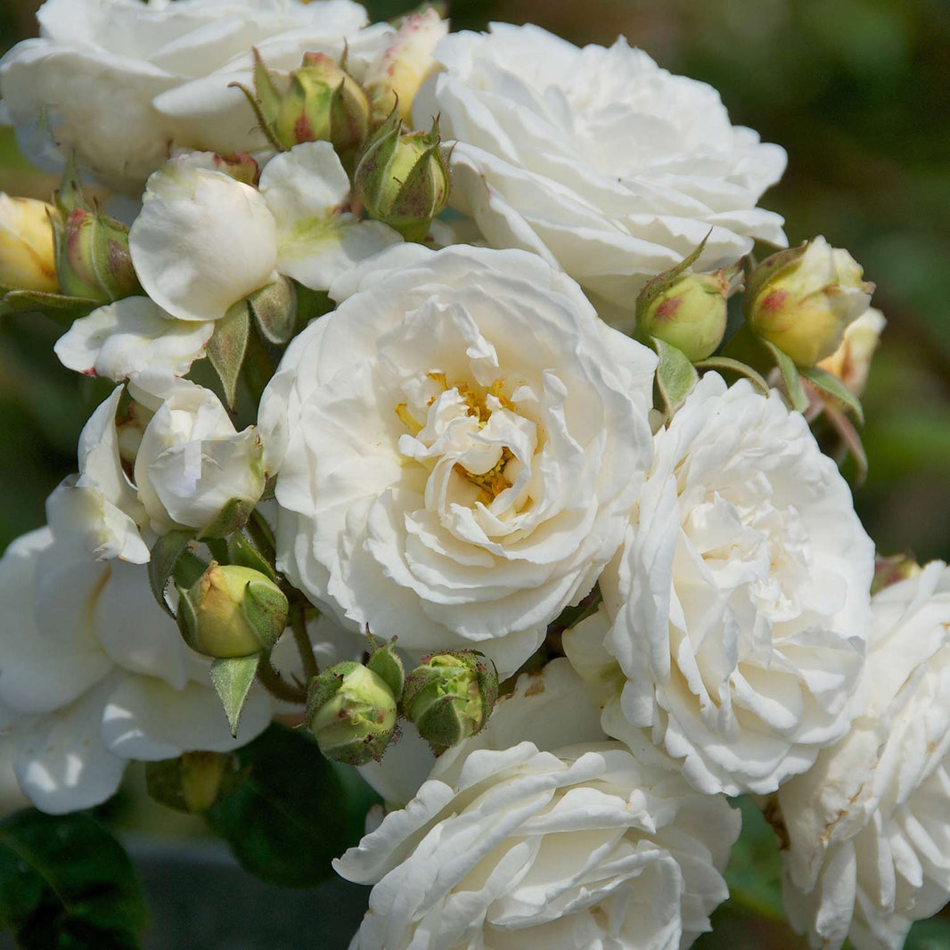 White Roses – Henry Street Nursery