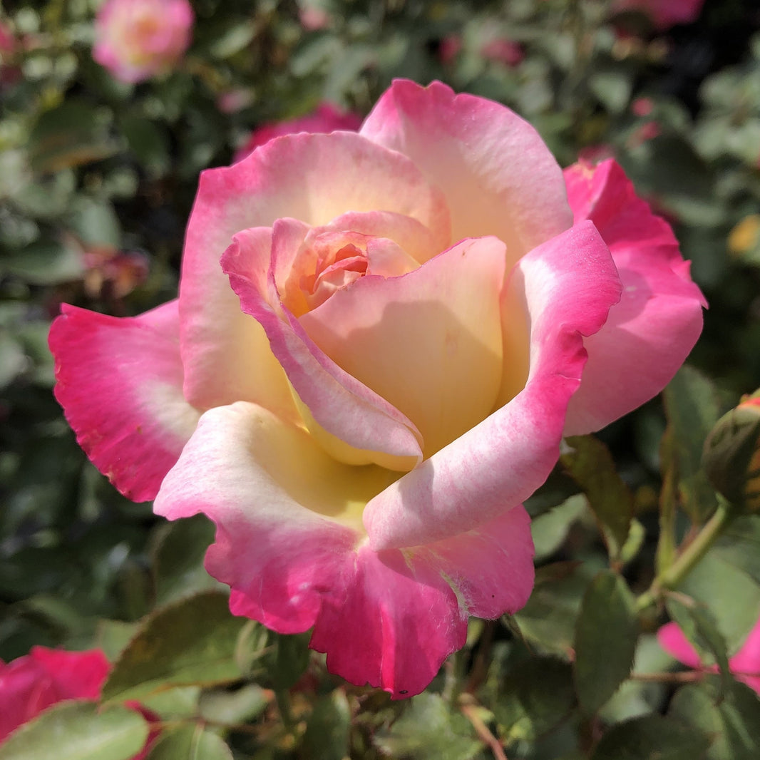 Memorial Roses for Mum | Henry Street Nursery