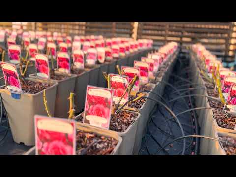 Alibaba Climbing Rose |5.5ltr potted – Henry Street Nursery