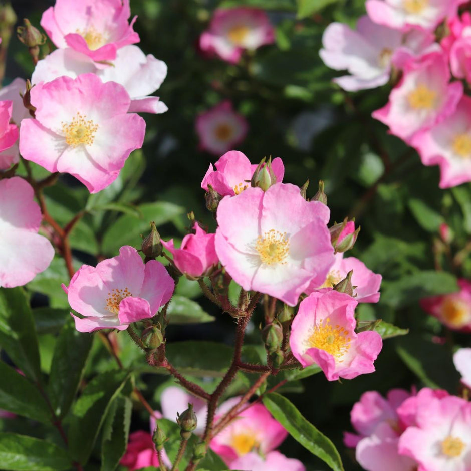 Standard Roses – Henry Street Nursery