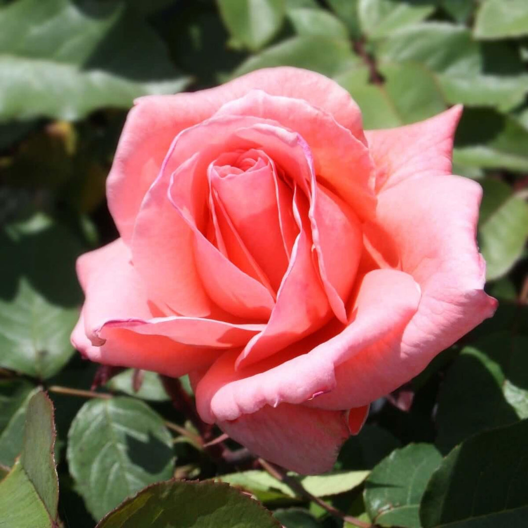 Memorial Roses for Dad | Henry Street Nursery