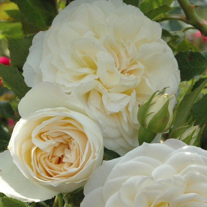 White Roses – Henry Street Nursery