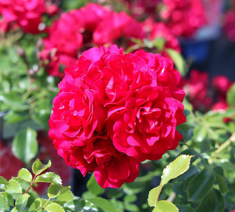 Buy Lancashire Ground Cover Rose | Henry Street Nursery