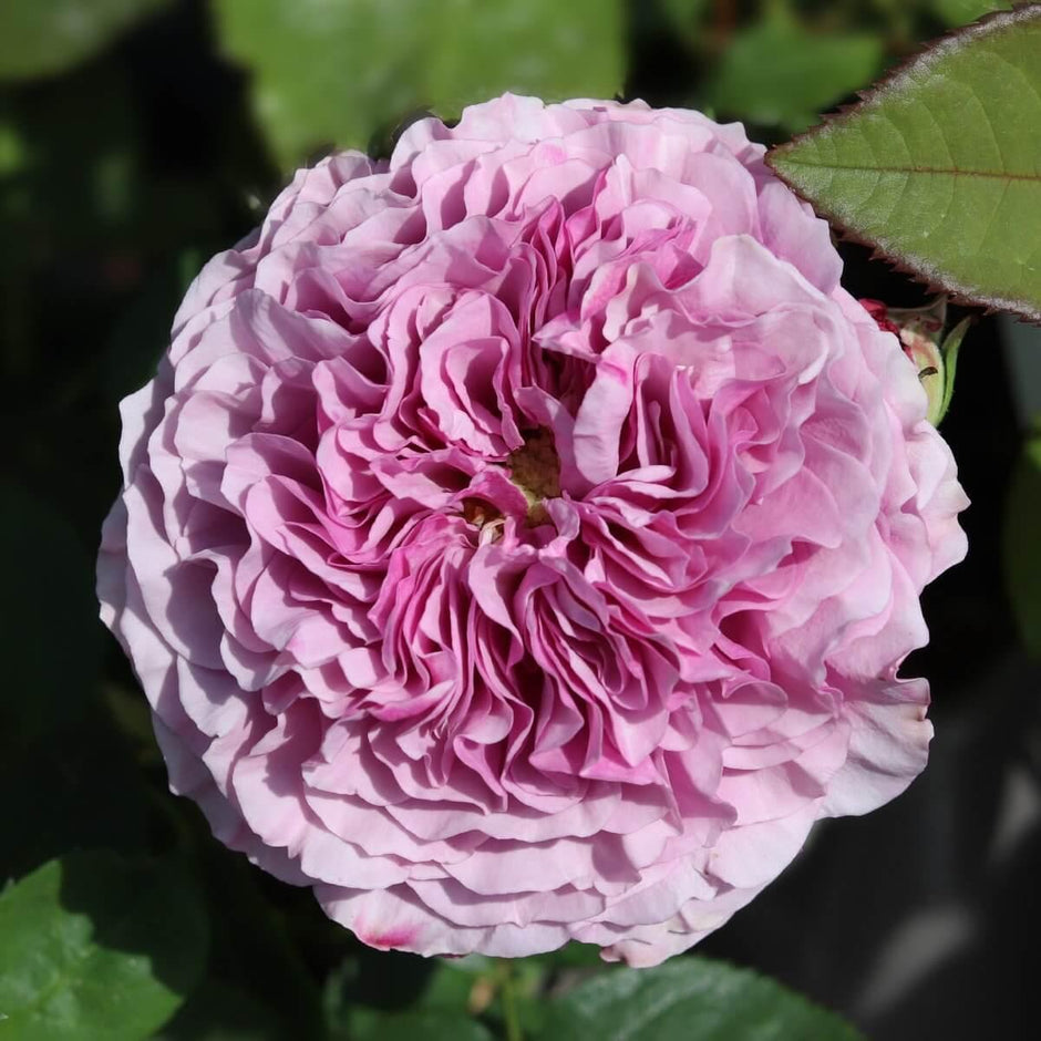 Purple Roses – Henry Street Nursery