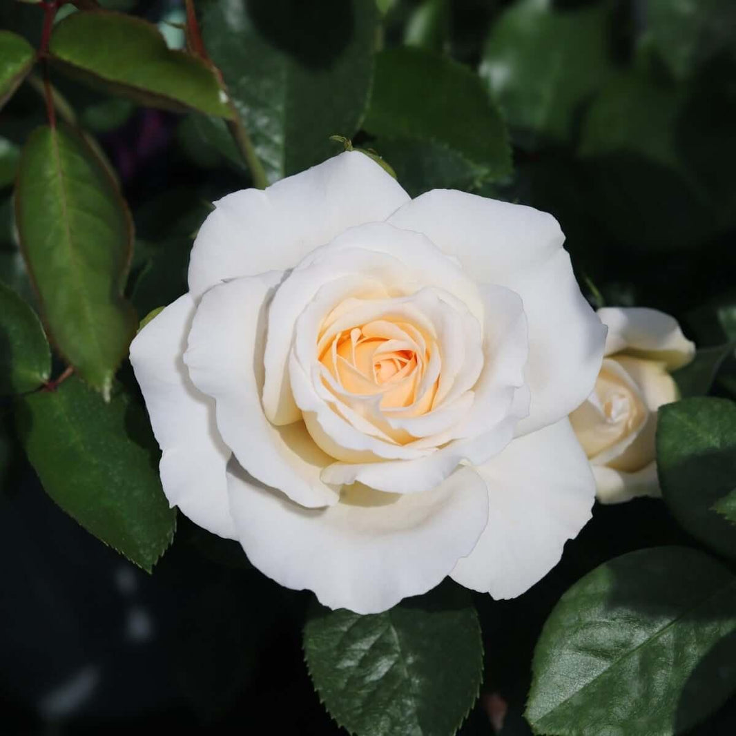 White Roses – Henry Street Nursery