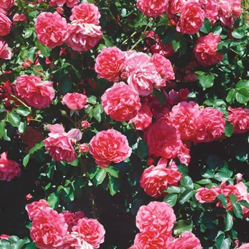 Starlight Express |Patio Climbing Rose |5.5ltr potted – Henry Street ...