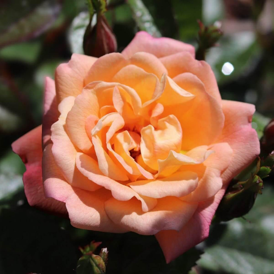 Roses with specific Names – Henry Street Nursery